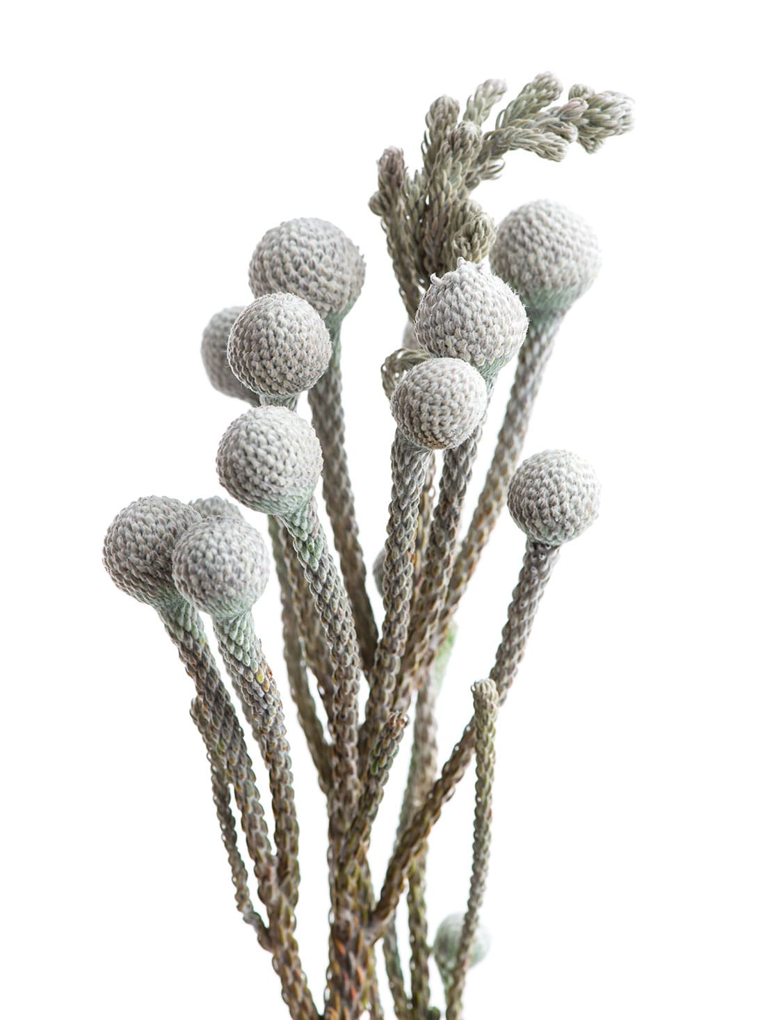 Brunia, Silver - Jacksonville Flower Market