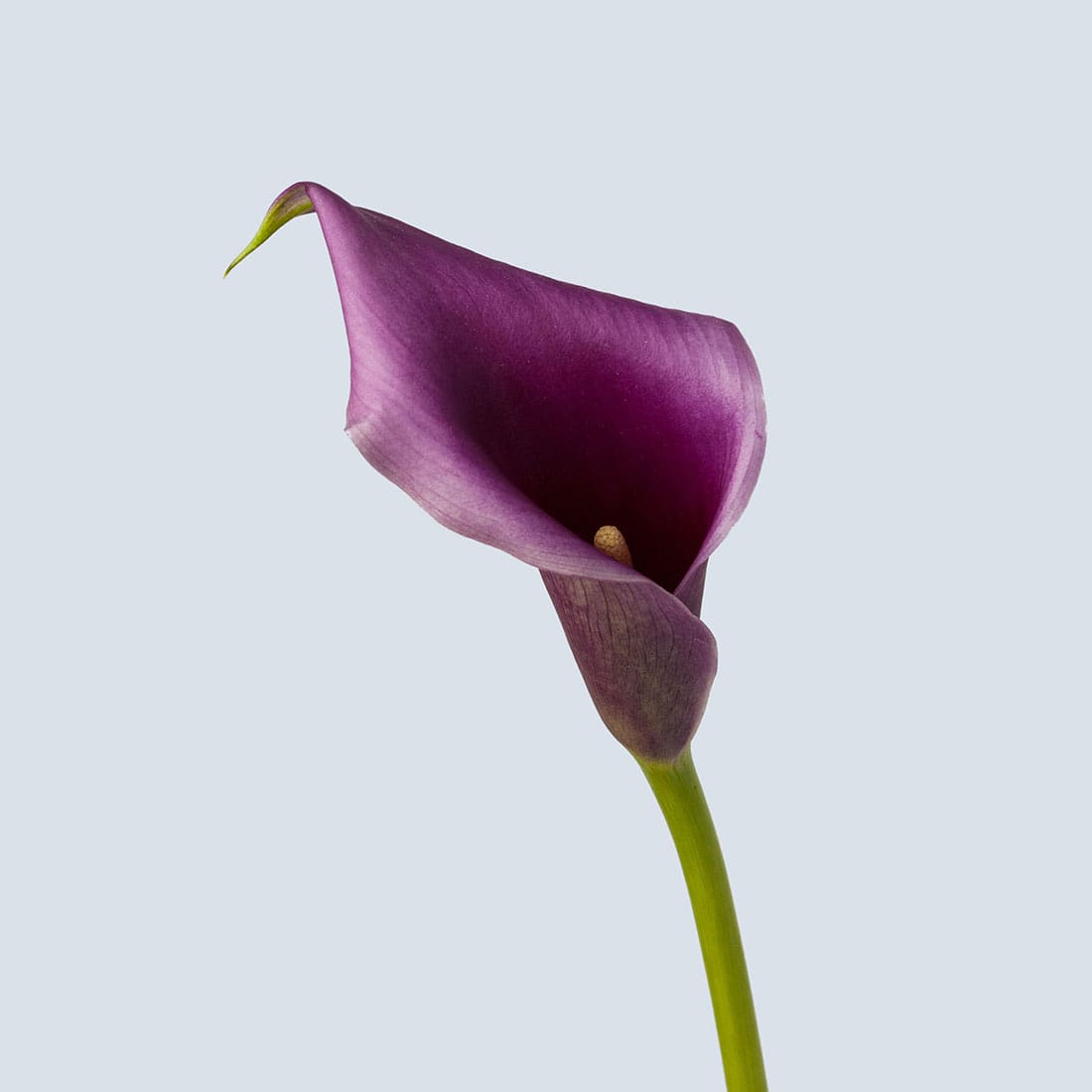 Purple Calla Lilies In Water
