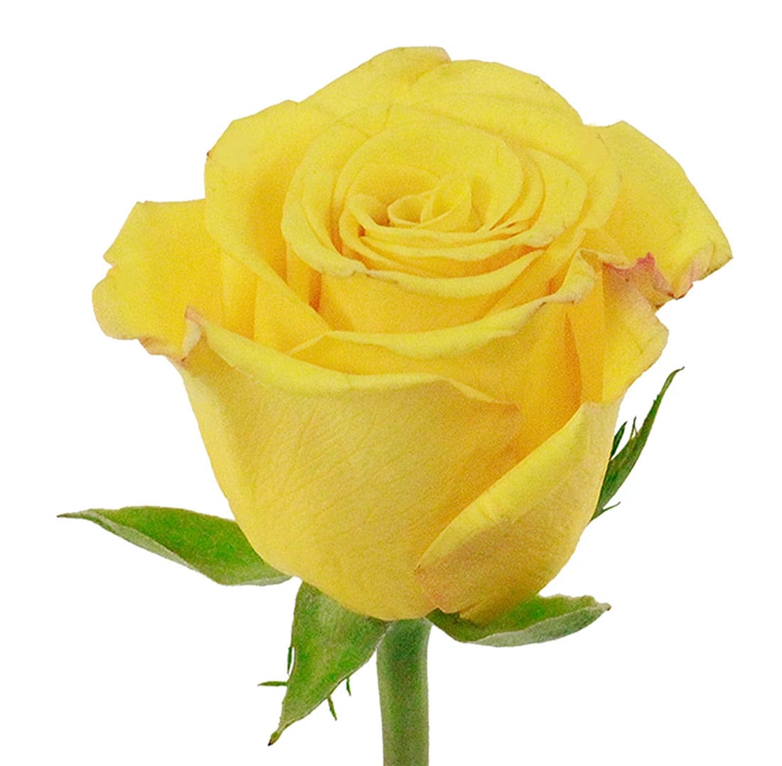Rose, Yellow Sonrisa - Jacksonville Flower Market